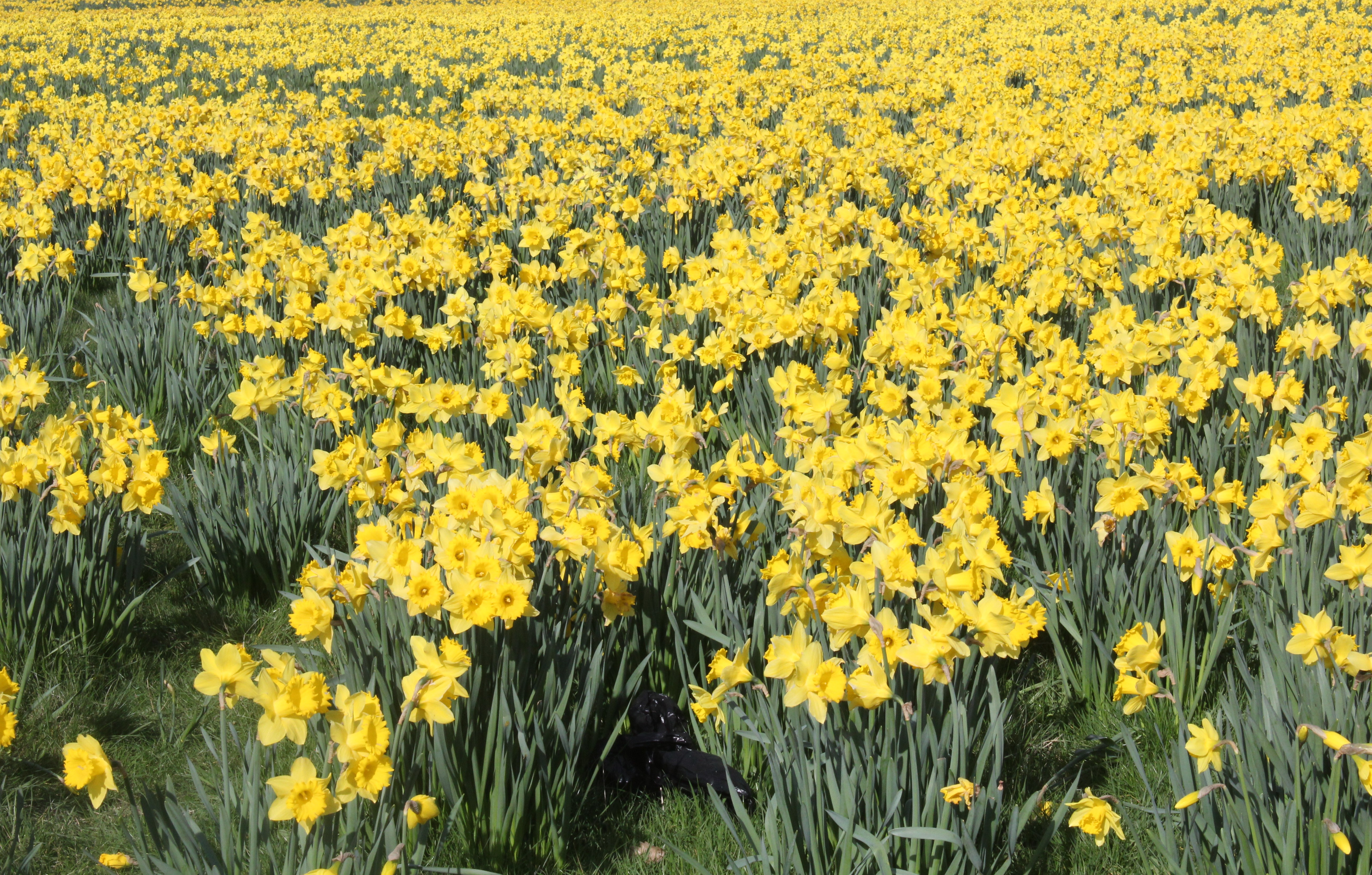 Daffodil Days #WordlessWednesday – SONGS AND SCRIPTS AND DUNKING BISCUITS