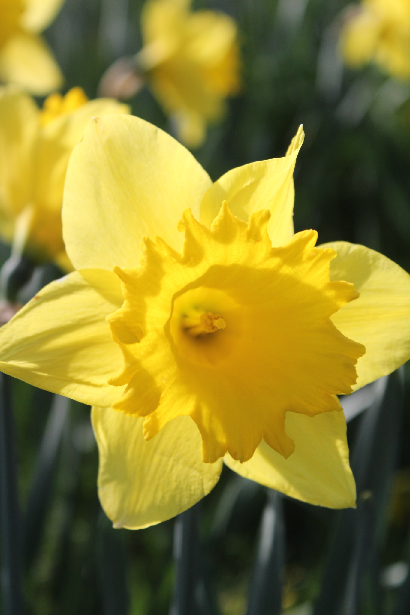 Daffodil Days #WordlessWednesday – SONGS AND SCRIPTS AND DUNKING BISCUITS